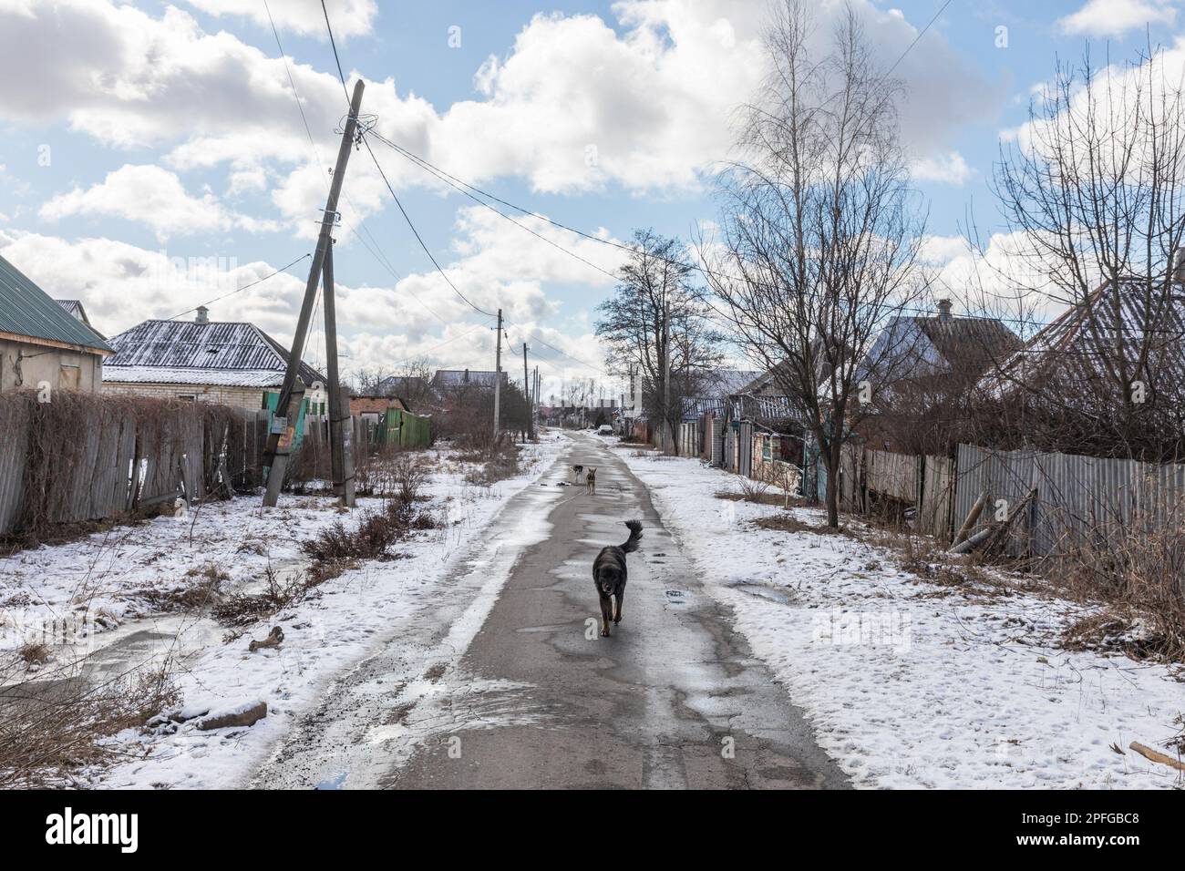 Stray dogs seen on the streets of villages in Kharkiv region ...