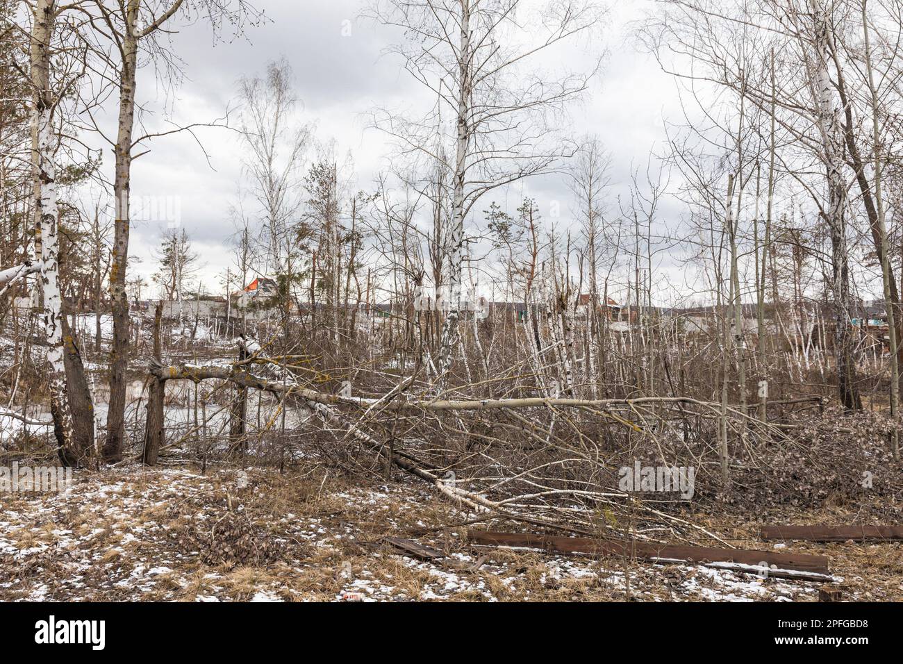 Fallen and broken trees as a result of explosions are seen in the ...