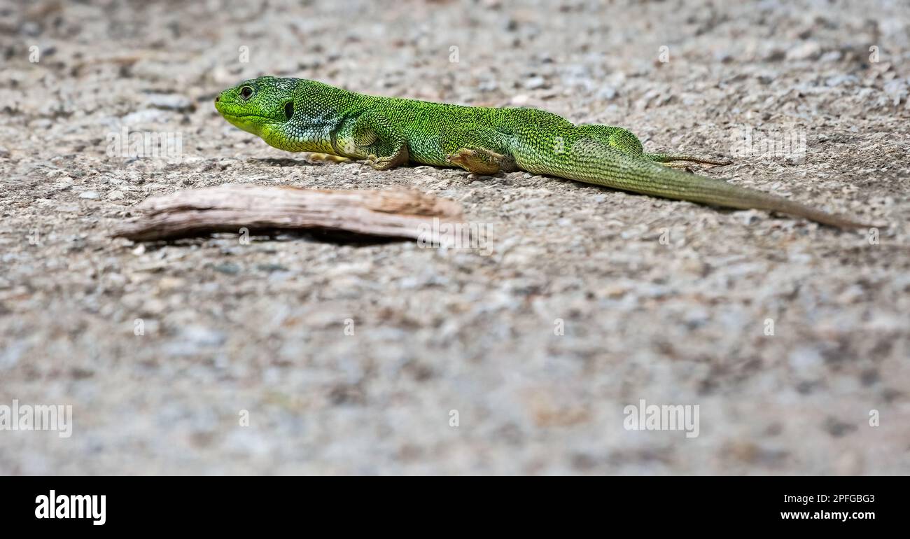 Balcan green lizard or lacerta trilineata herping on the ground on ...