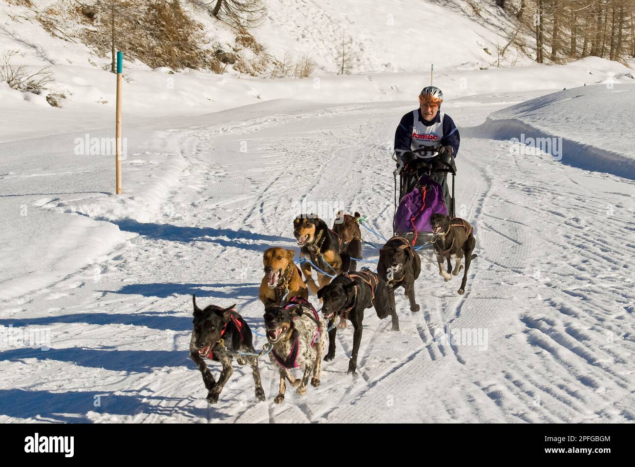 Switzerland, Splugen, Sleddog race Stock Photo - Alamy