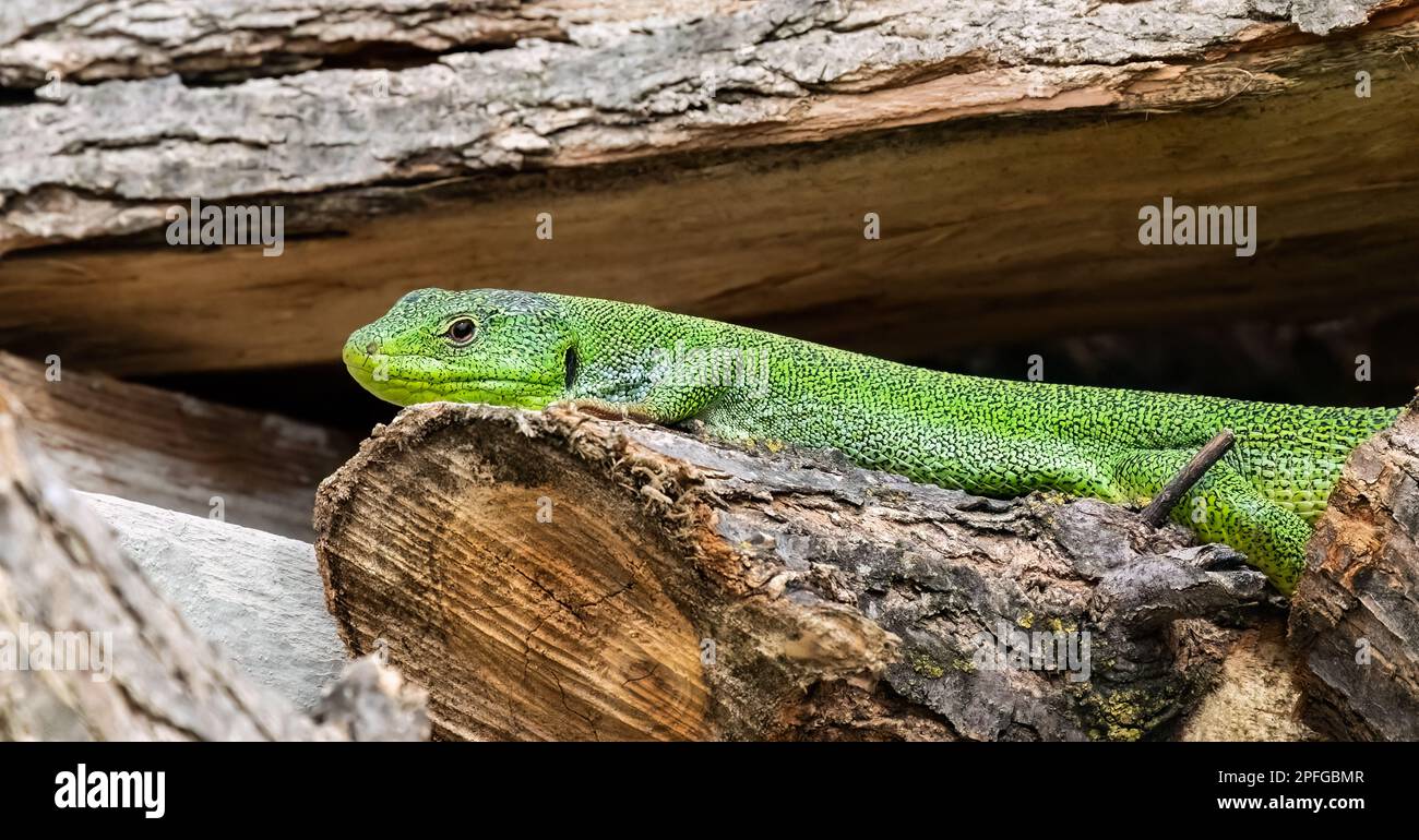 Balkangreenlizard hi-res stock photography and images - Alamy