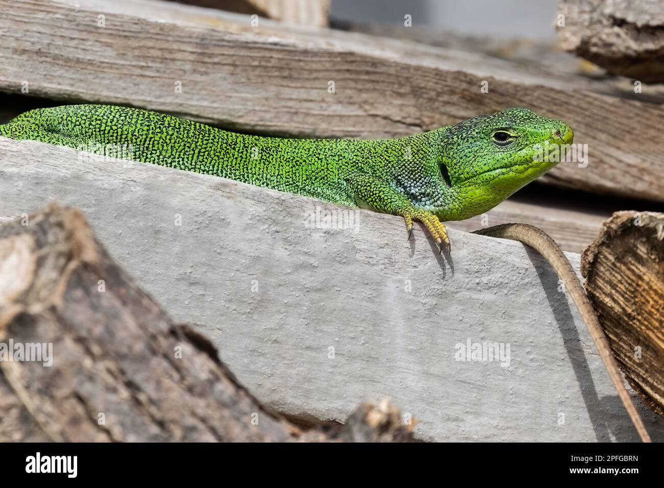 Lacerta trilineata trilineata macro hi-res stock photography and images ...