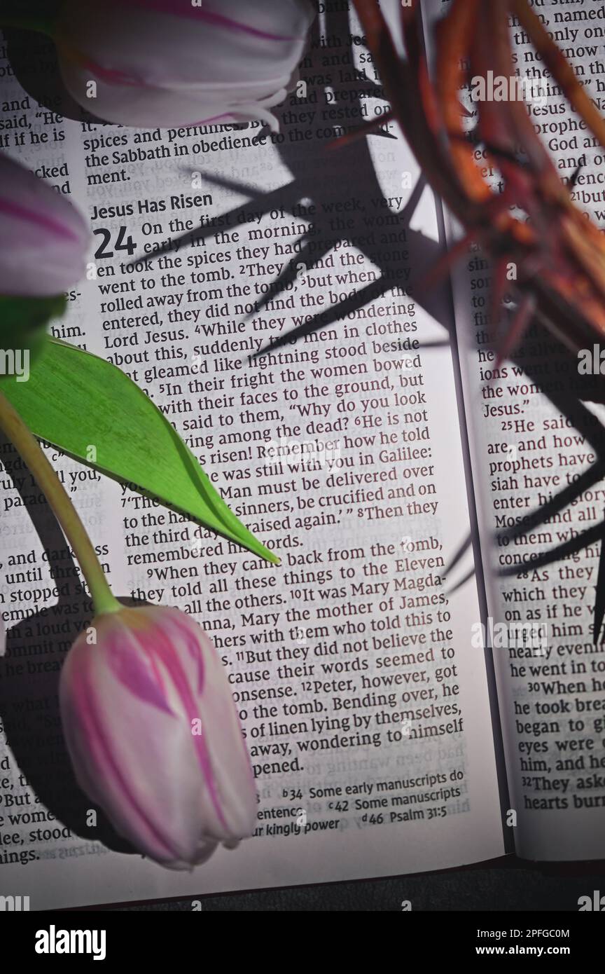Closeup Crown of thorns and Tulips on Open Bible Stock Photo - Alamy