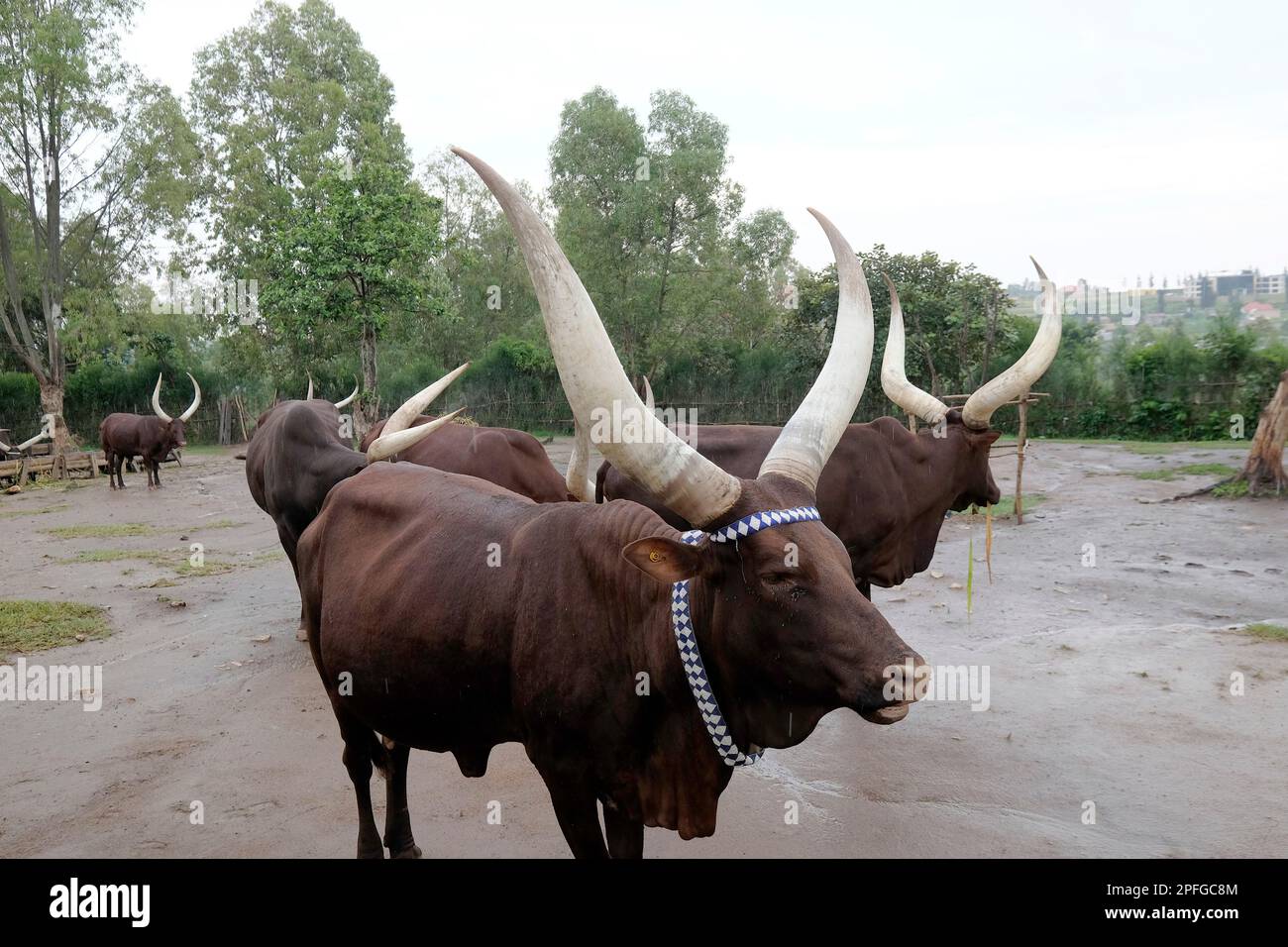 Rwanda, Nyanza, Palace of King Mutara III Rudahigwa (Rukari) , cows ...