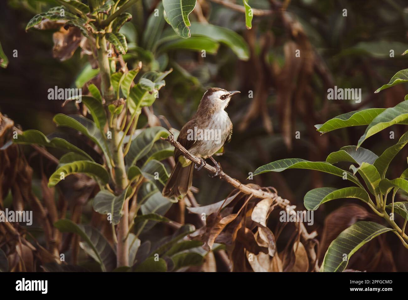 Yellow-vented Bulbul on a branch And Yellow-vented Bulbul likes to live ...