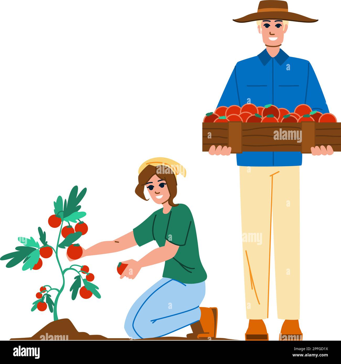 harvesting tomatoes vector Stock Vector Image & Art - Alamy