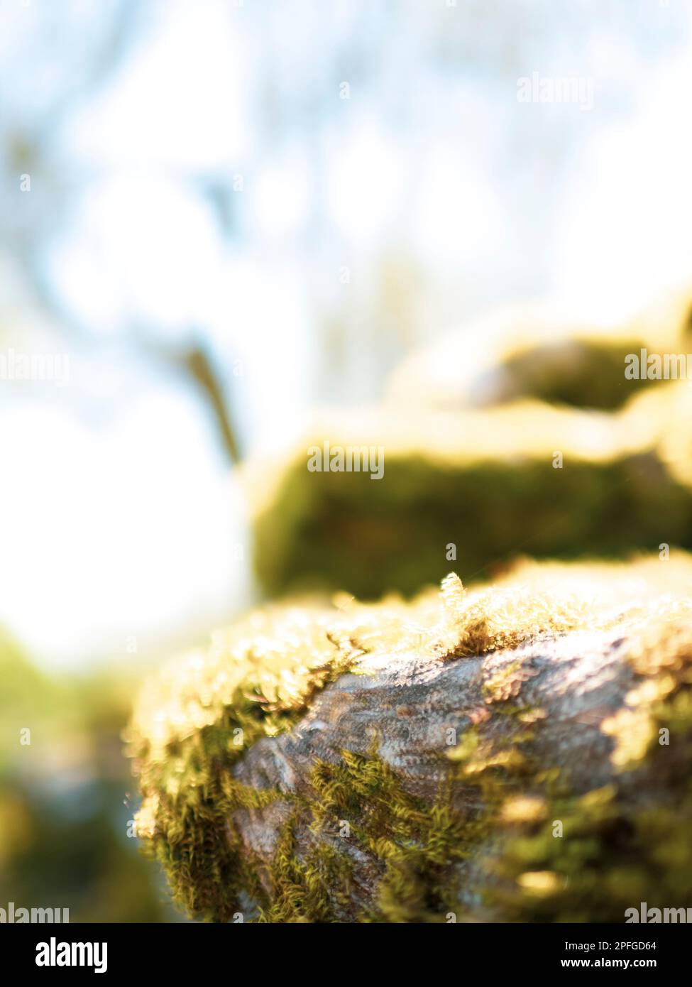 Silchester Roman City Walls, Ruins, Hampshire, England, UK, GB Stock ...