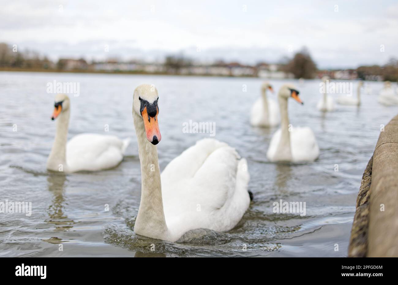 Close up of Swans on the River Thames, Windsor, UK Stock Photo - Alamy