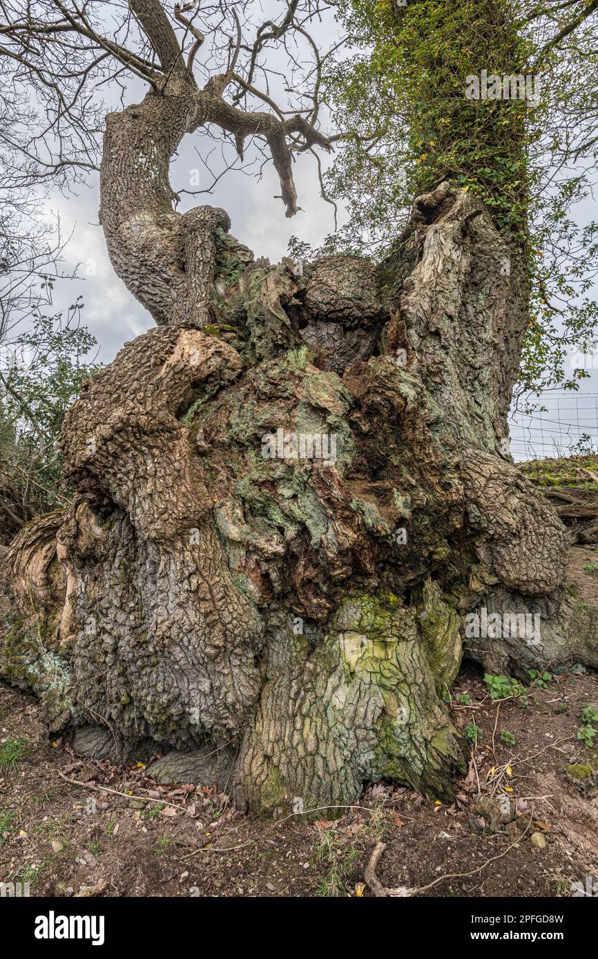 An old oak tree (hybrid sessile and English oak, Quercus x rosacea ...