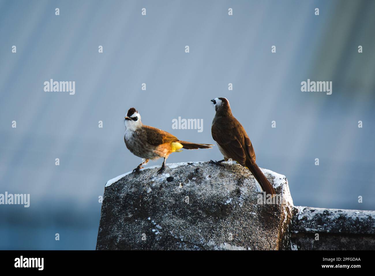 Yellow-vented Bulbul (Pycnonotus goiavier) on the roof , Yellow-vented ...