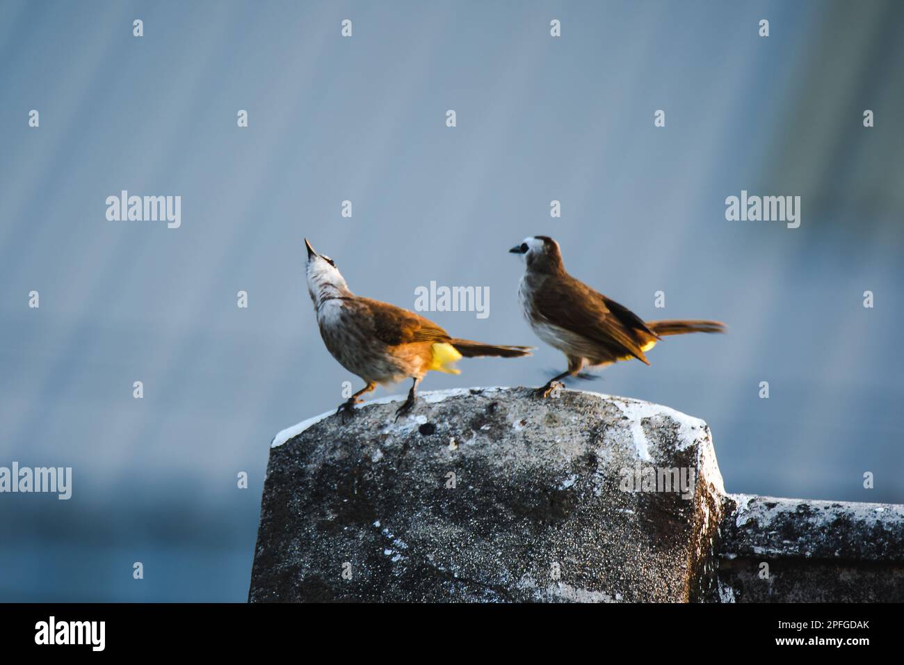 Yellow-vented Bulbul (Pycnonotus goiavier) on the roof , Yellow-vented ...
