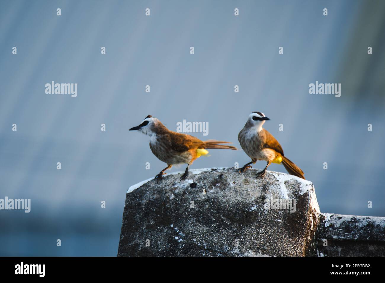 Yellow-vented Bulbul (Pycnonotus goiavier) on the roof , Yellow-vented ...