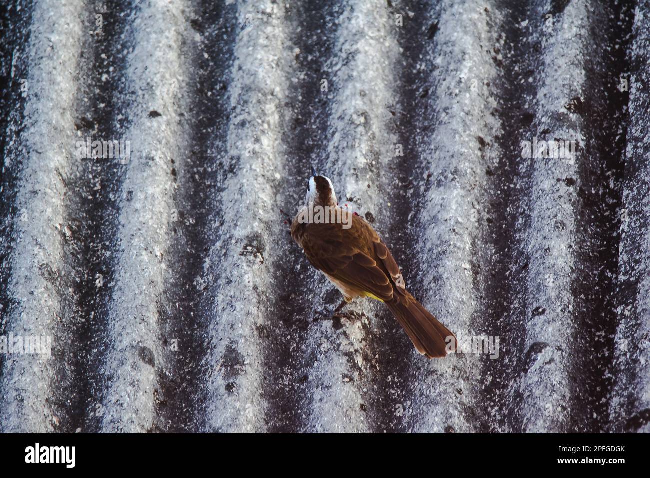 Yellow-vented Bulbul (Pycnonotus goiavier) on the roof , Yellow-vented ...