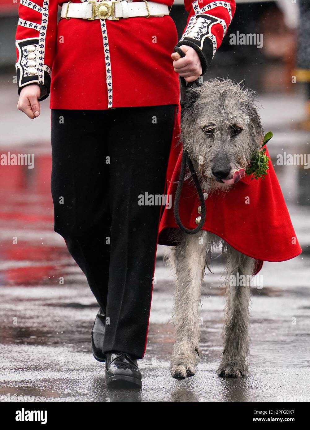 The Irish Guards Irish Wolfhound mascot, Seamus, wears sprigs of ...