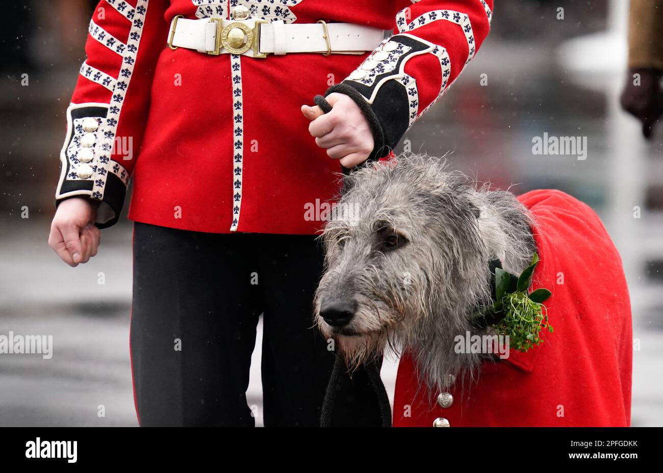 The Irish Guards Irish Wolfhound mascot, Seamus, wears sprigs of ...