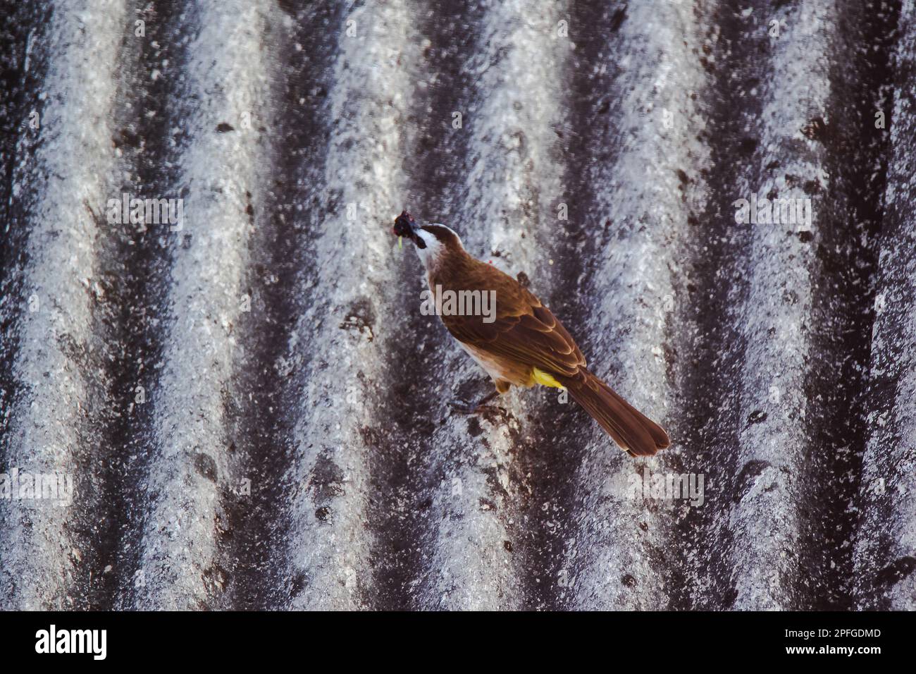 Yellow-vented Bulbul (Pycnonotus goiavier) on the roof , Yellow-vented ...