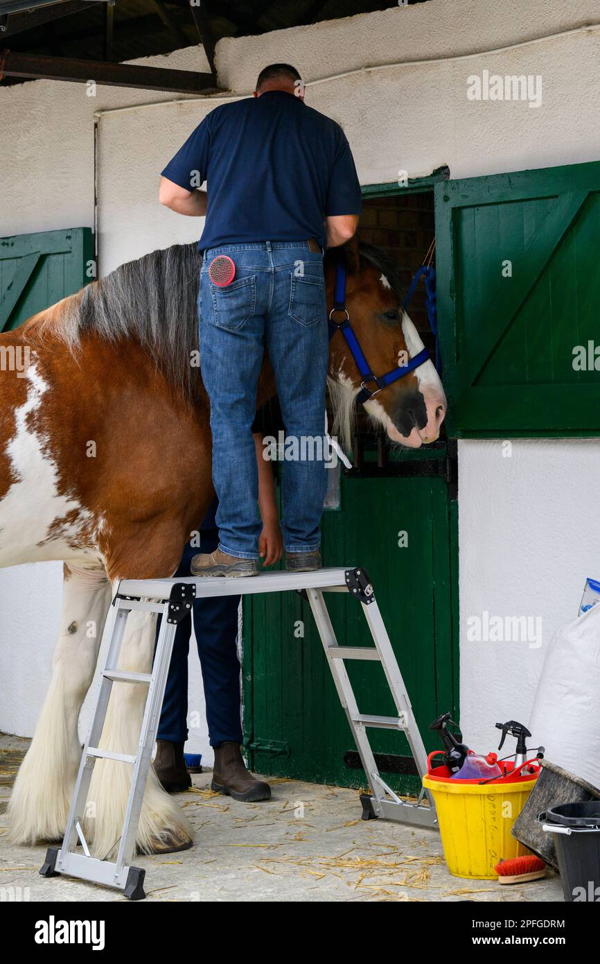 Horse competition stabling hi-res stock photography and images - Alamy