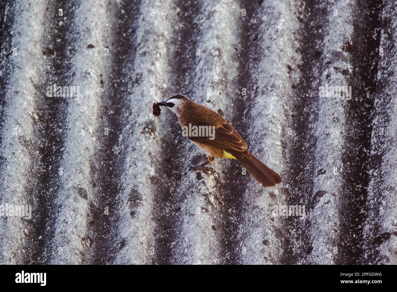 Yellow-vented Bulbul (Pycnonotus goiavier) on the roof , Yellow-vented ...