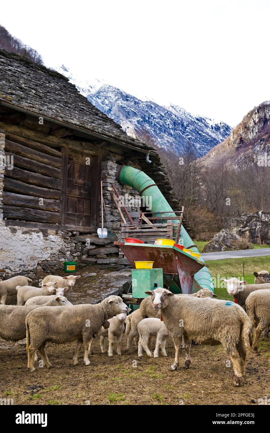 sheep, Vallemaggia, Canton Ticino, Switzerland Stock Photo - Alamy