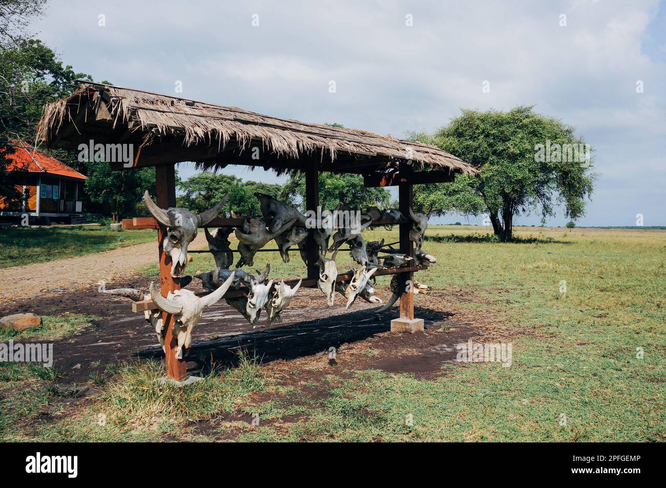 Skulls of bulls and buffalo displayed as landmark of Bekol savanna in ...