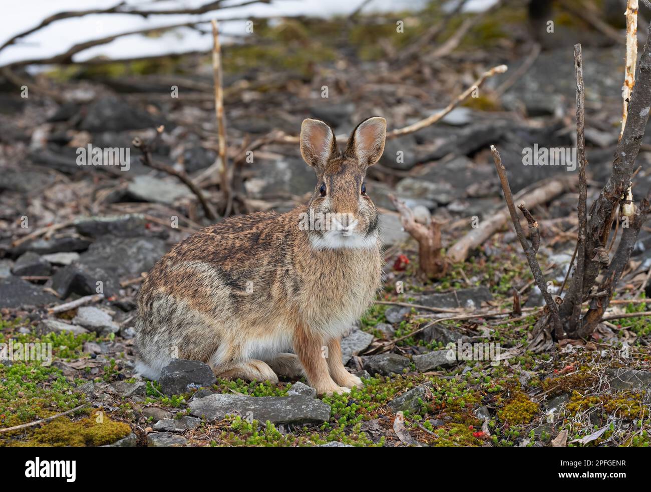 Cottontail standing hi-res stock photography and images - Alamy