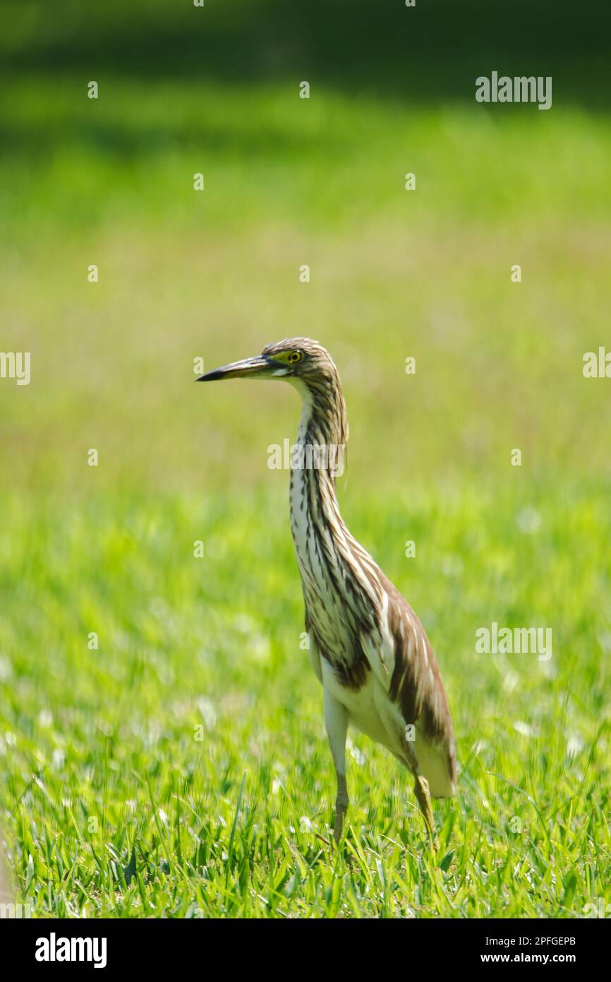 Chinese pond heron On the lawn, Chinese pond heron, Ardeola bacchus is ...