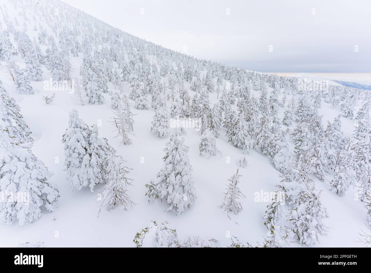 Snow Monsters of Zao, Winter 2023 yamagata japan Stock Photo - Alamy