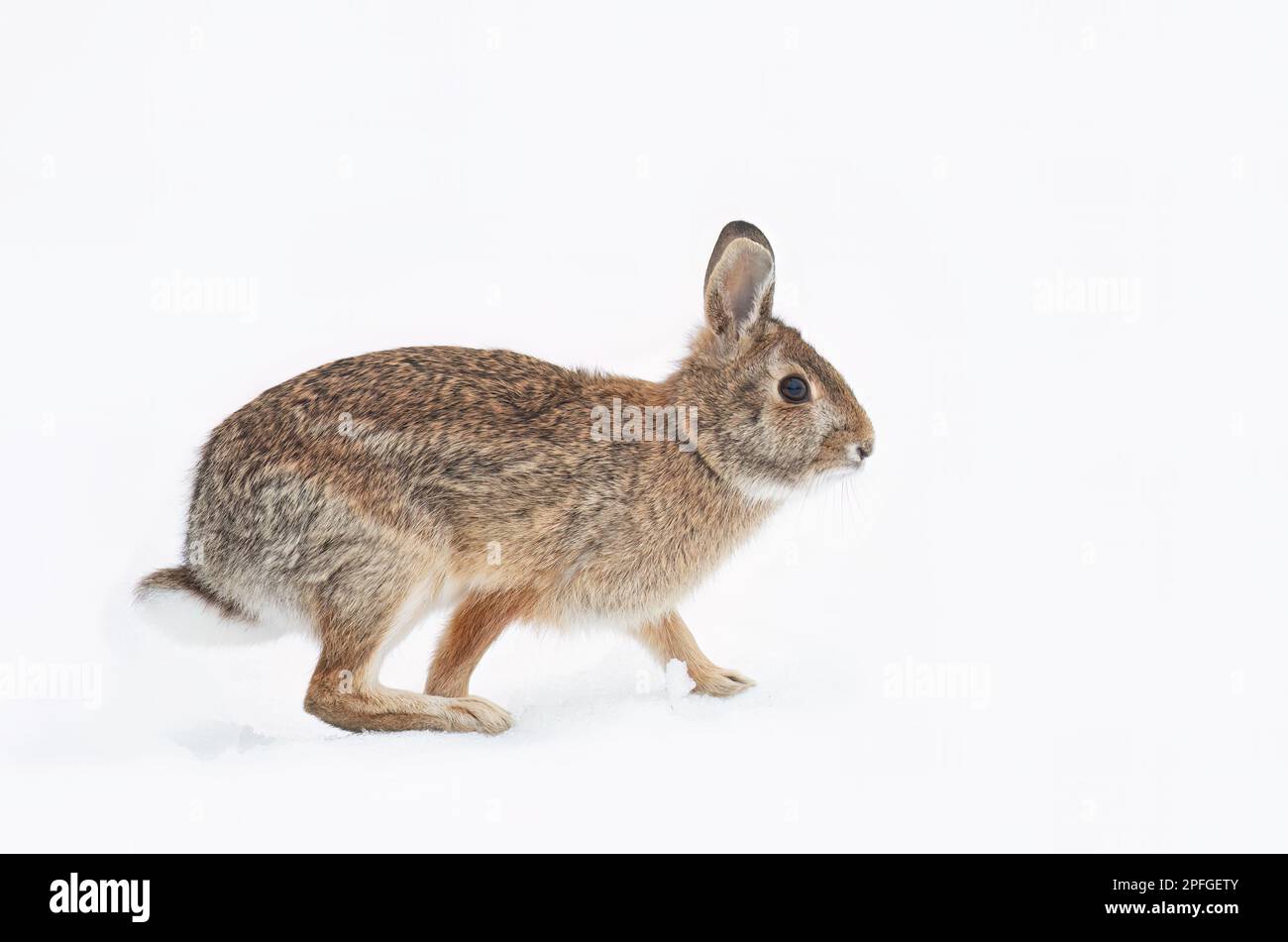 Bunny tail Cut Out Stock Images & Pictures - Alamy