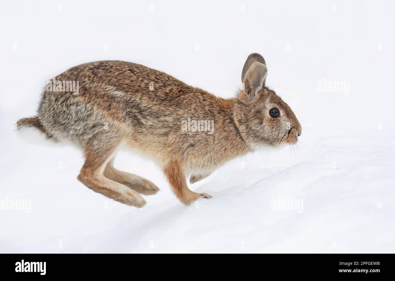 Eastern cottontail rabbit hopping along in a winter forest Stock Photo ...