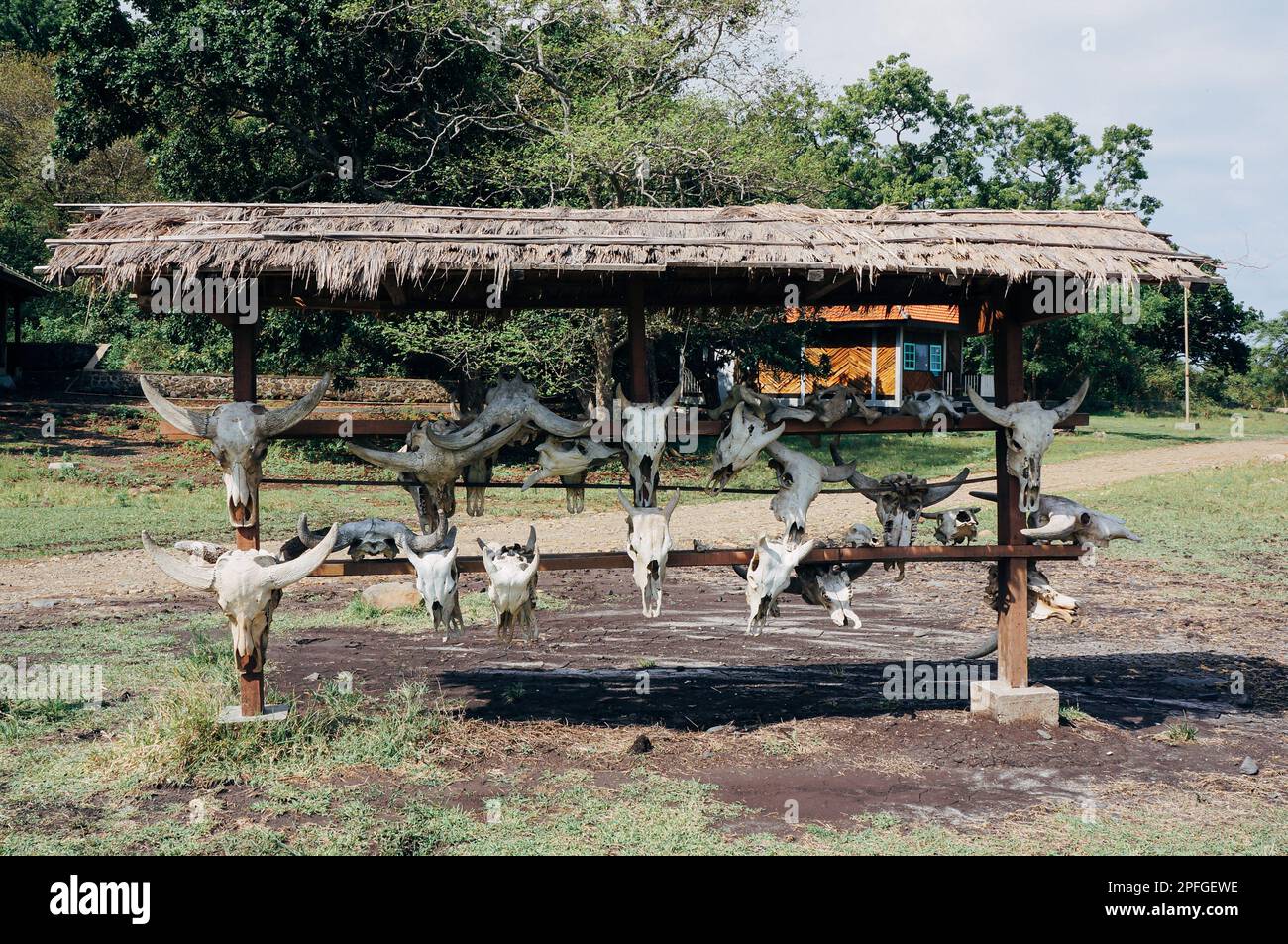 Skulls of bulls and buffalo displayed as landmark of Bekol savanna in ...