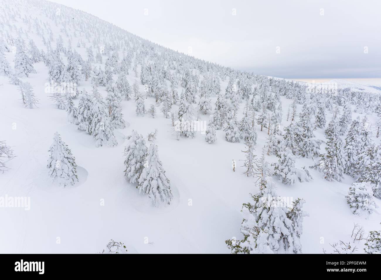 Snow Monsters of Zao, Winter 2023 yamagata japan Stock Photo - Alamy