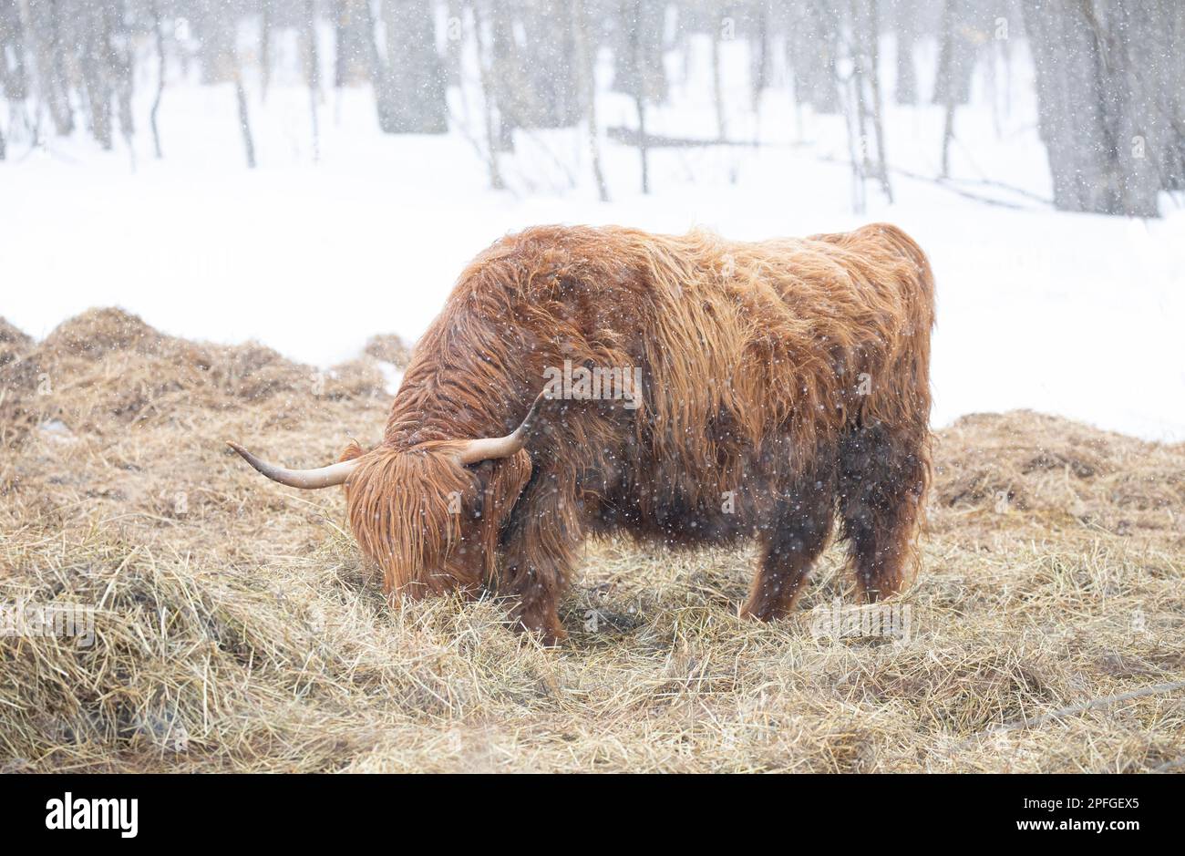Highland cow grazing on some hay in a snowy field in winter in Canada ...