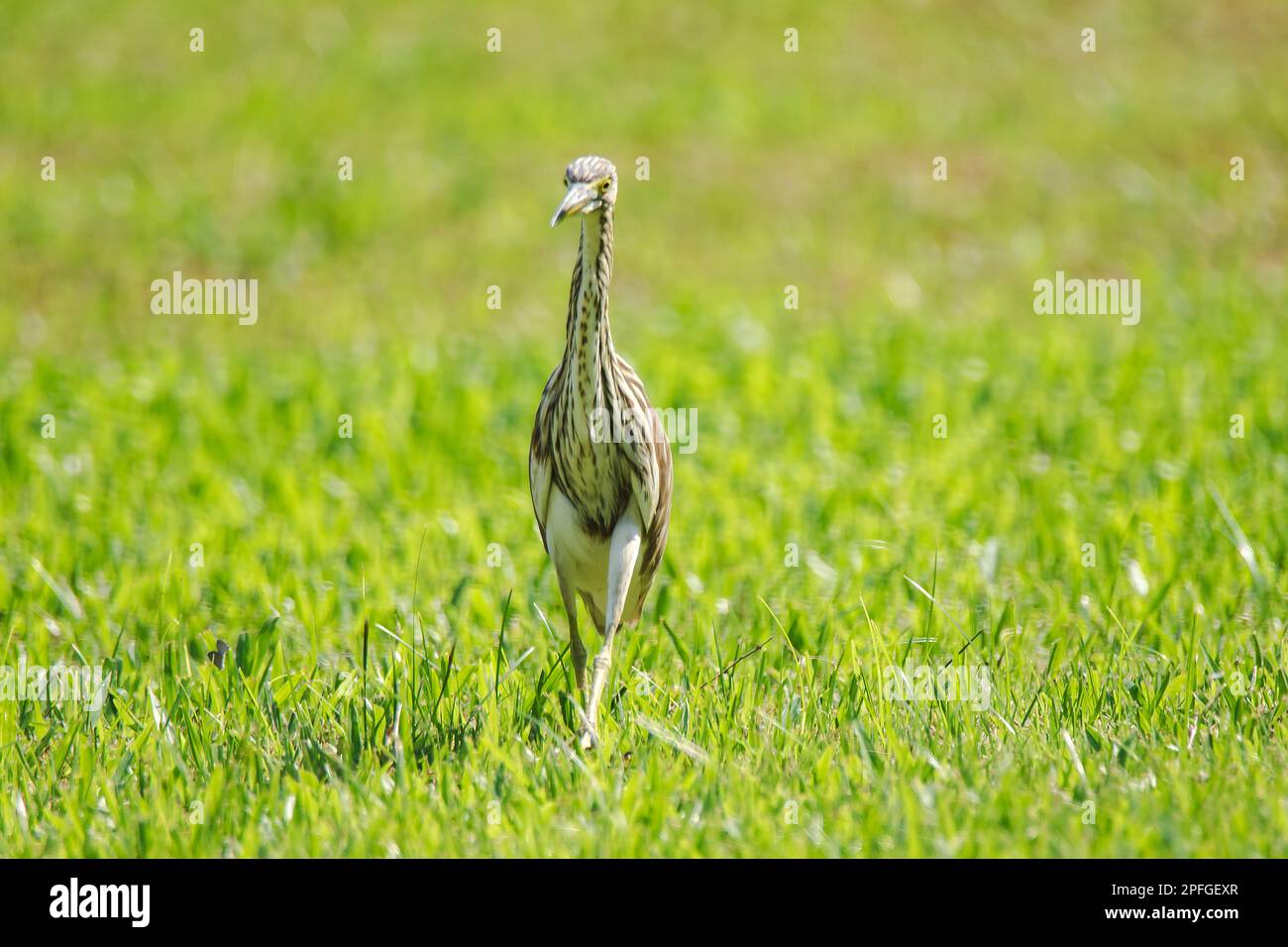 Chinese pond heron On the lawn, Chinese pond heron, Ardeola bacchus is ...