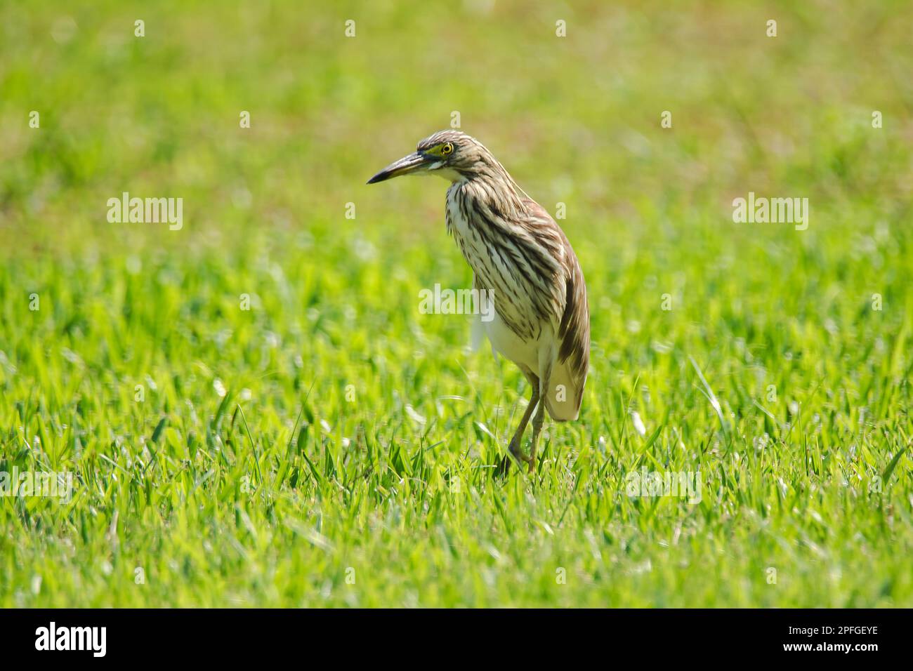 Chinese pond heron On the lawn, Chinese pond heron, Ardeola bacchus is ...