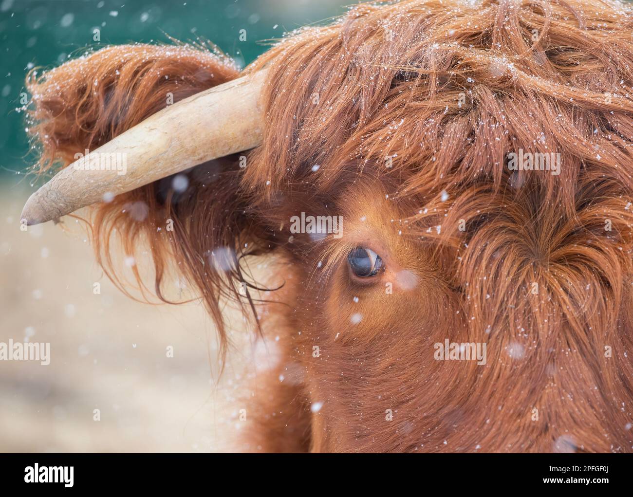 Highland cow closeup standing in a snowy field in winter in Canada ...