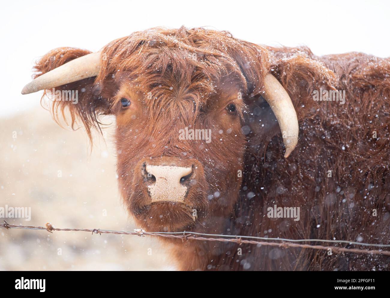 Female highland cow hi-res stock photography and images - Alamy