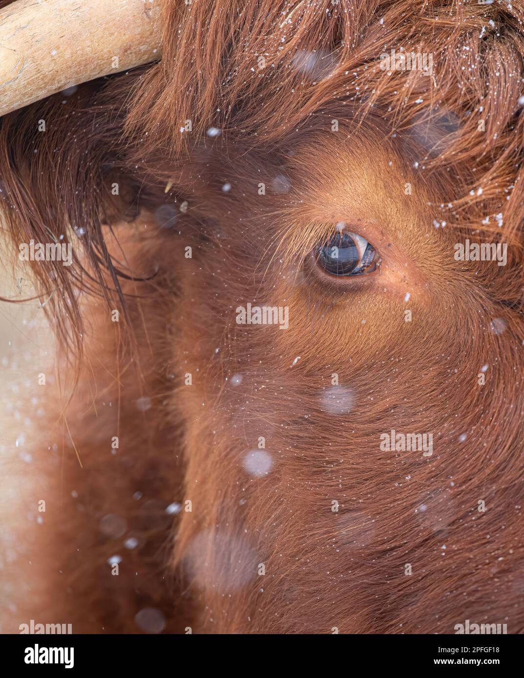 Female highland cow hi-res stock photography and images - Alamy