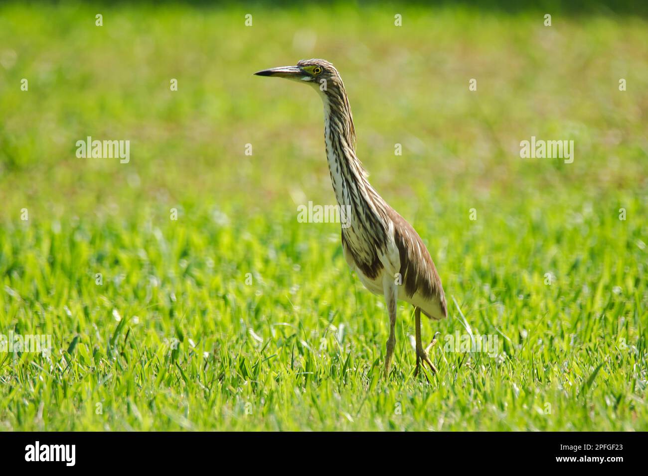 Chinese pond heron On the lawn, Chinese pond heron, Ardeola bacchus is ...