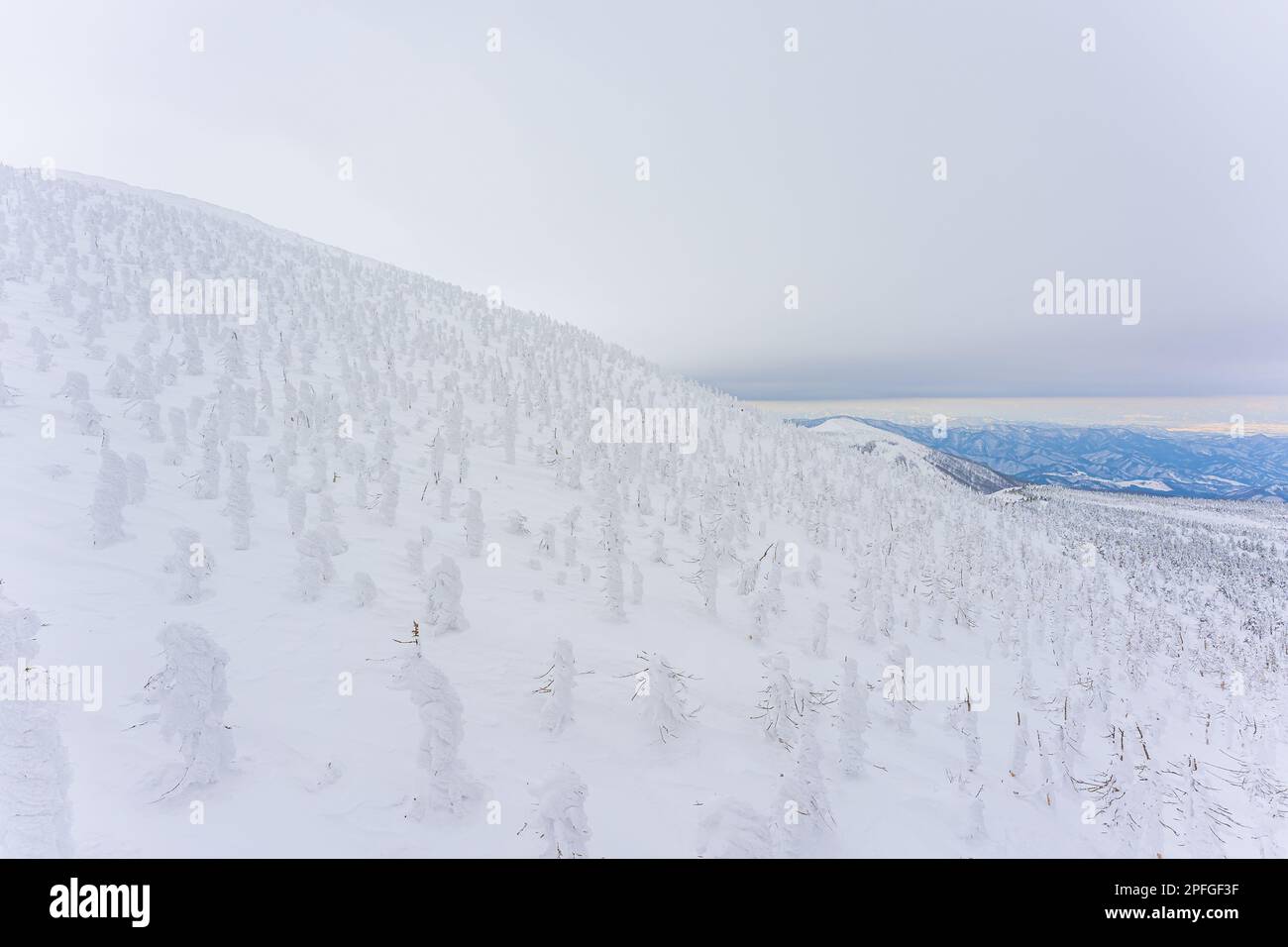 Snow Monsters of Zao, Winter 2023 yamagata japan Stock Photo - Alamy