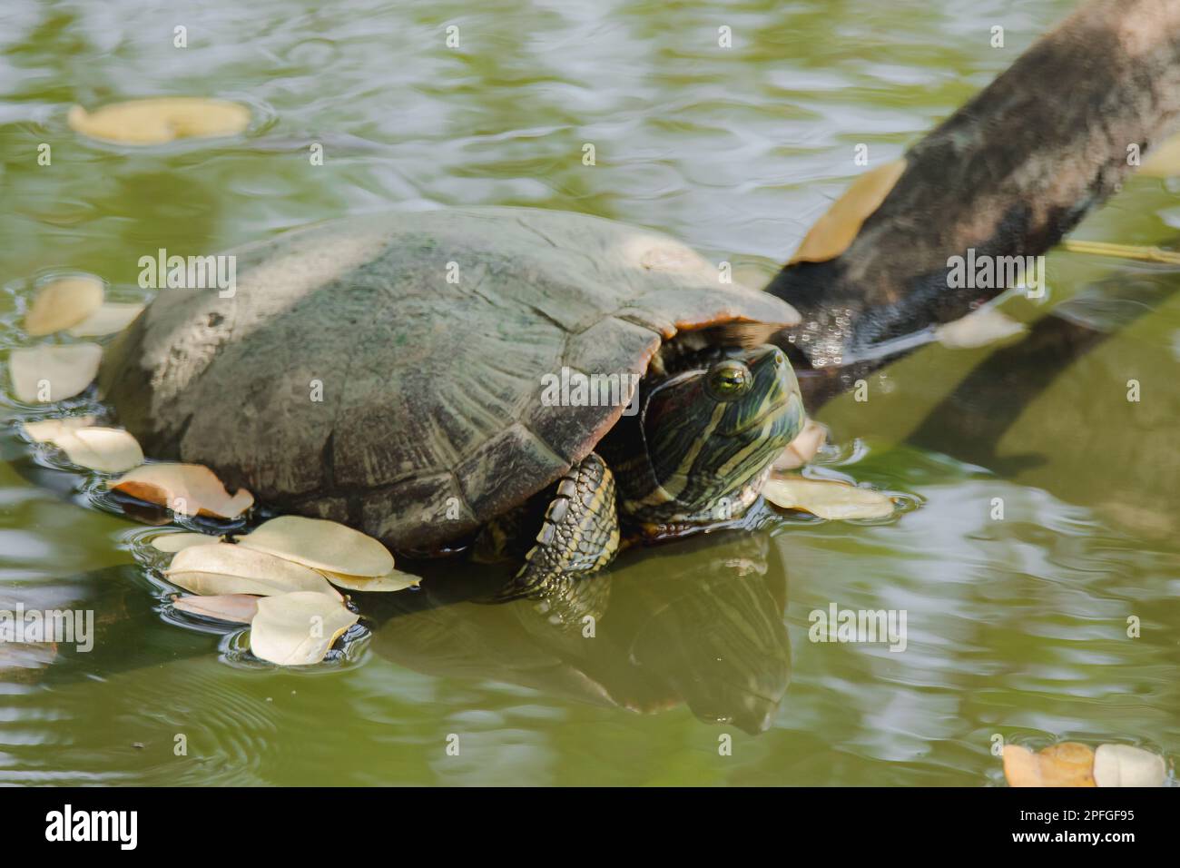 The turtle is on a branch above the swamp, the turtle is considered to ...