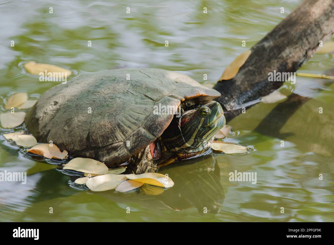The turtle is on a branch above the swamp, the turtle is considered to ...
