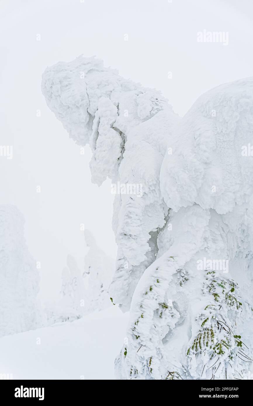 Snow Monsters of Zao, Winter 2023 yamagata japan Stock Photo - Alamy