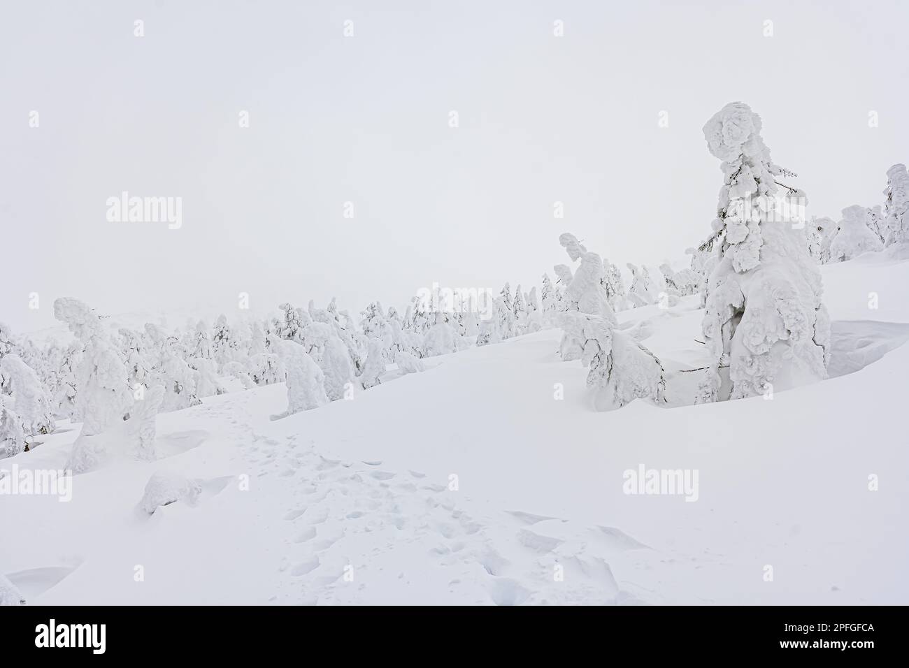 Yamagata frozen forest hi-res stock photography and images - Alamy