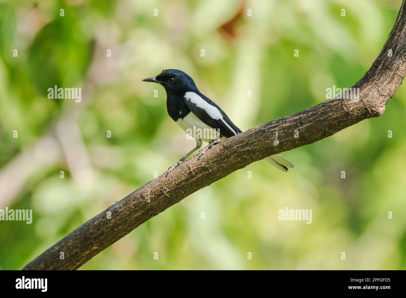 Oriental magpie robin is on a branch, Oriental magpie robin is a bird ...