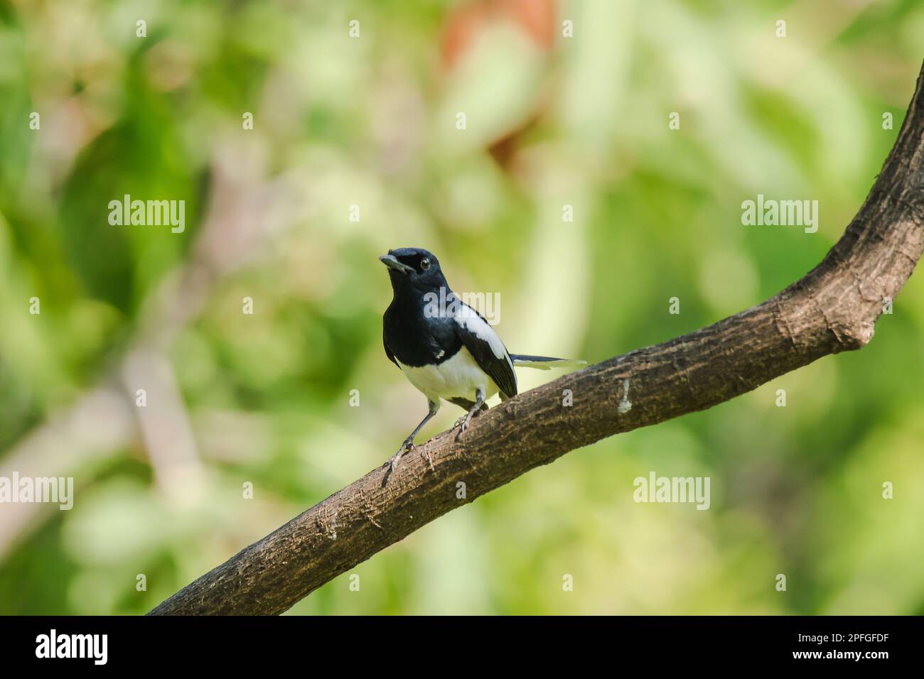 Oriental magpie robin is on a branch, Oriental magpie robin is a bird ...