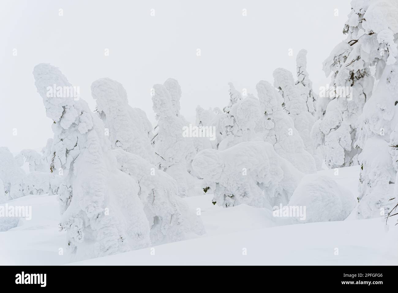Yamagata frozen forest hi-res stock photography and images - Alamy