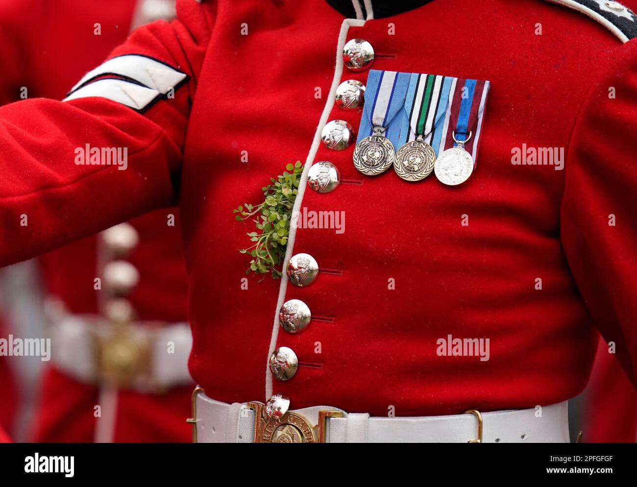 A member of the Irish Guards wears the traditional sprigs of shamrock ...
