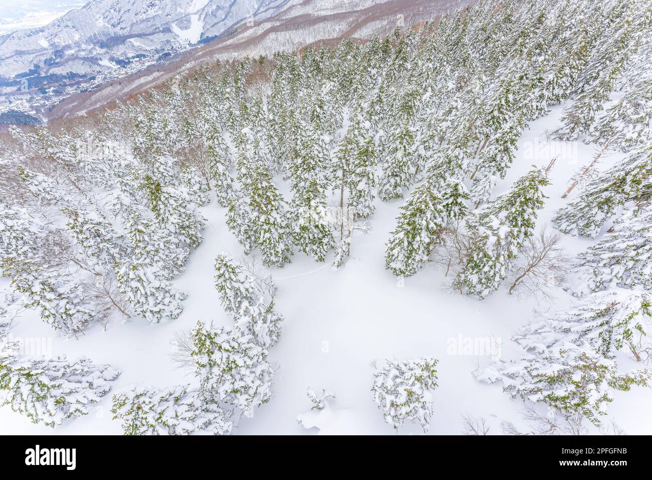 Yamagata frozen forest hi-res stock photography and images - Alamy