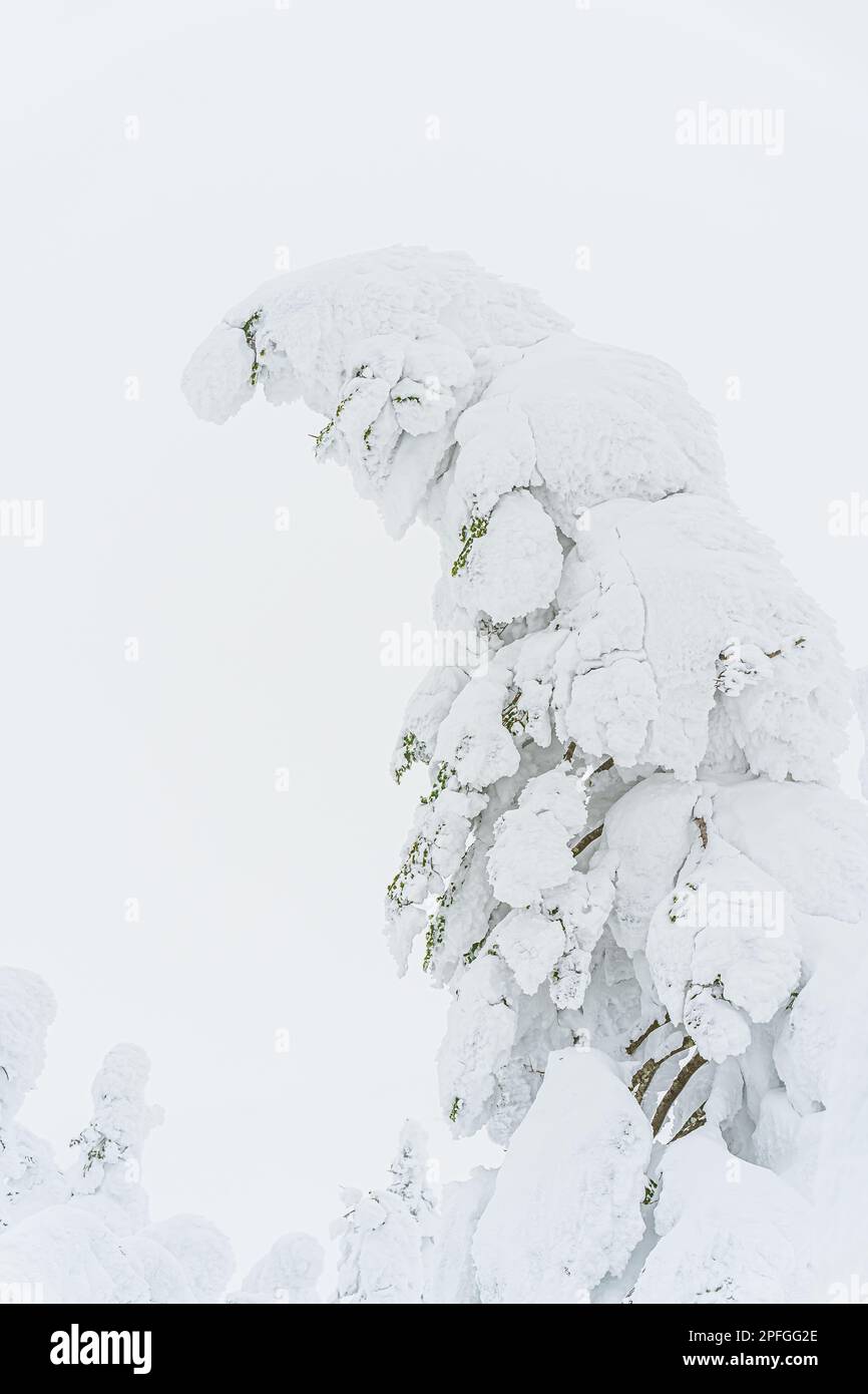 Yamagata frozen forest hi-res stock photography and images - Alamy