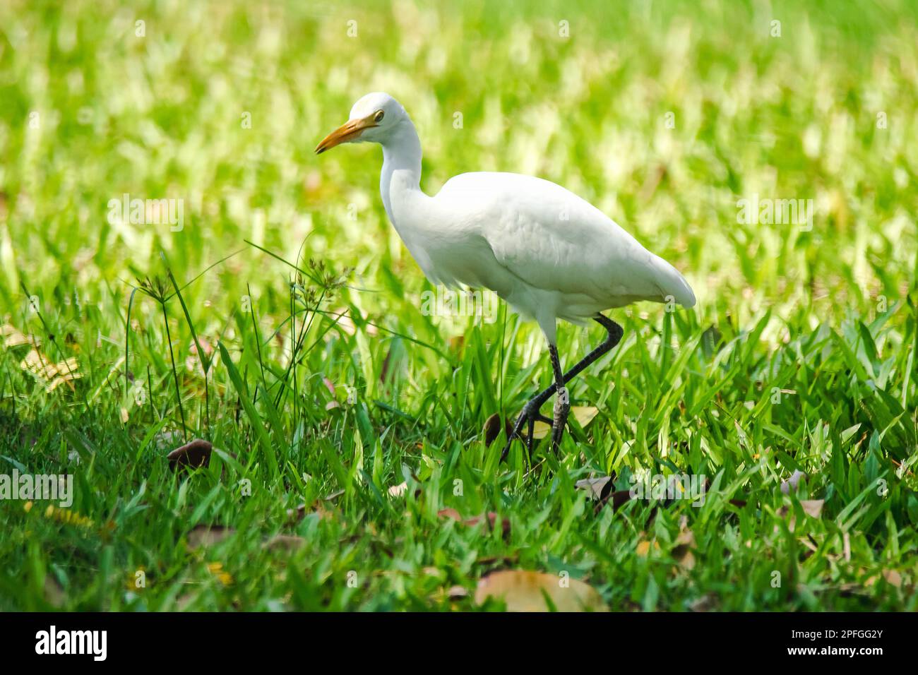 Egret walking on the lawn, egret A bird In the ranking herons have ...